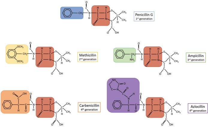 Penicillin Antibiotics and Allergy Reaction - Creative Diagnostics