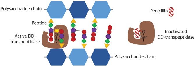 Penicillin Antibiotics and Allergy Reaction - Creative Diagnostics