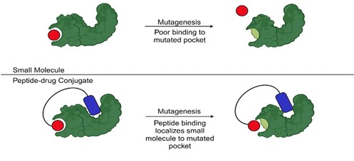 Peptide-small Molecule Drug Hybrid Inhibitors - Creative Diagnostics