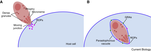 Persistent Infection of Toxoplasma gondii - Creative Diagnostics