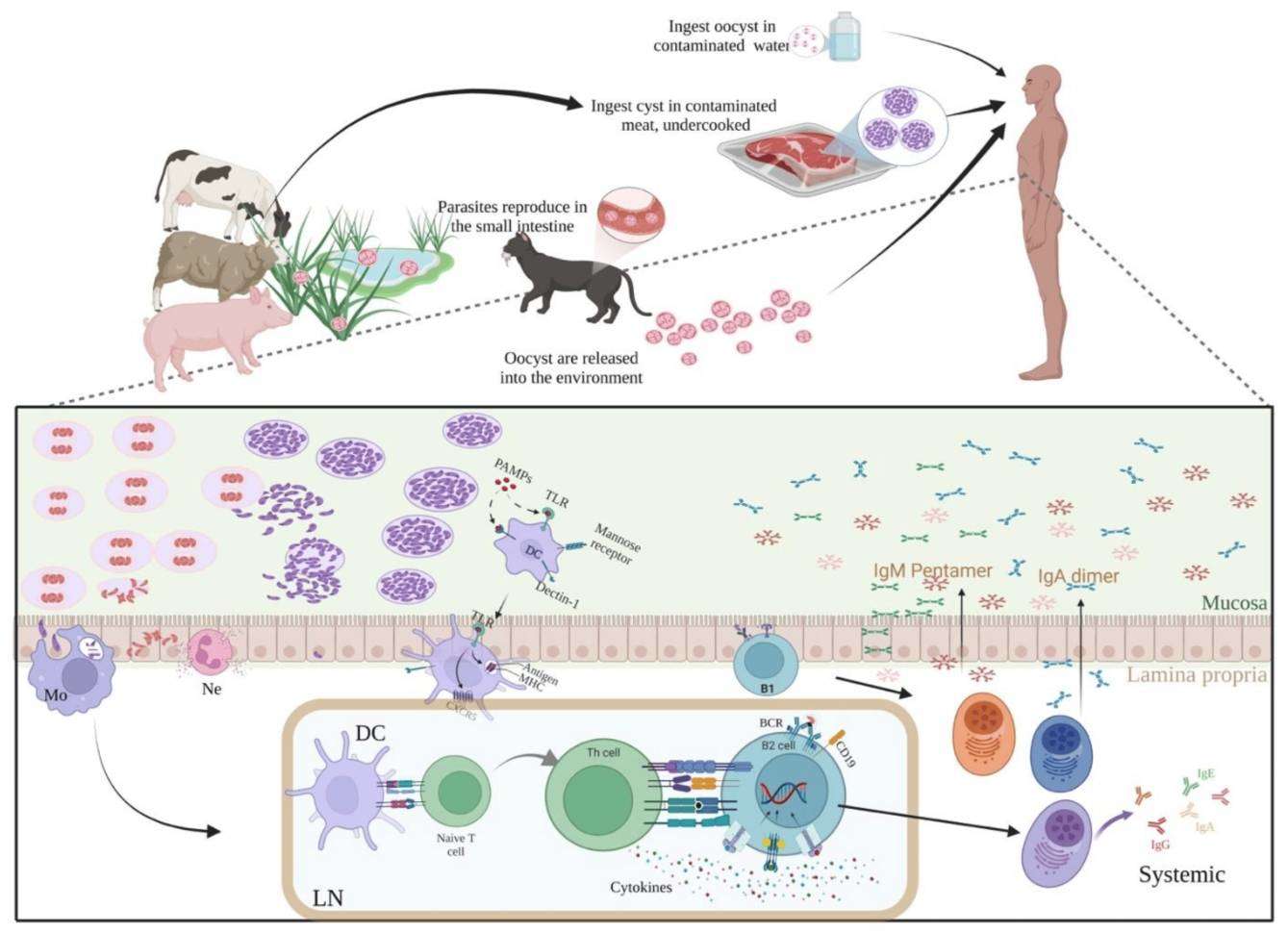 Persistent Infection of Toxoplasma gondii - Creative Diagnostics