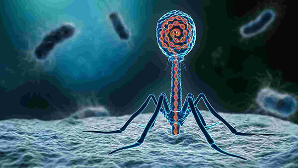 Phage Display Technology and Applications - Creative Diagnostics