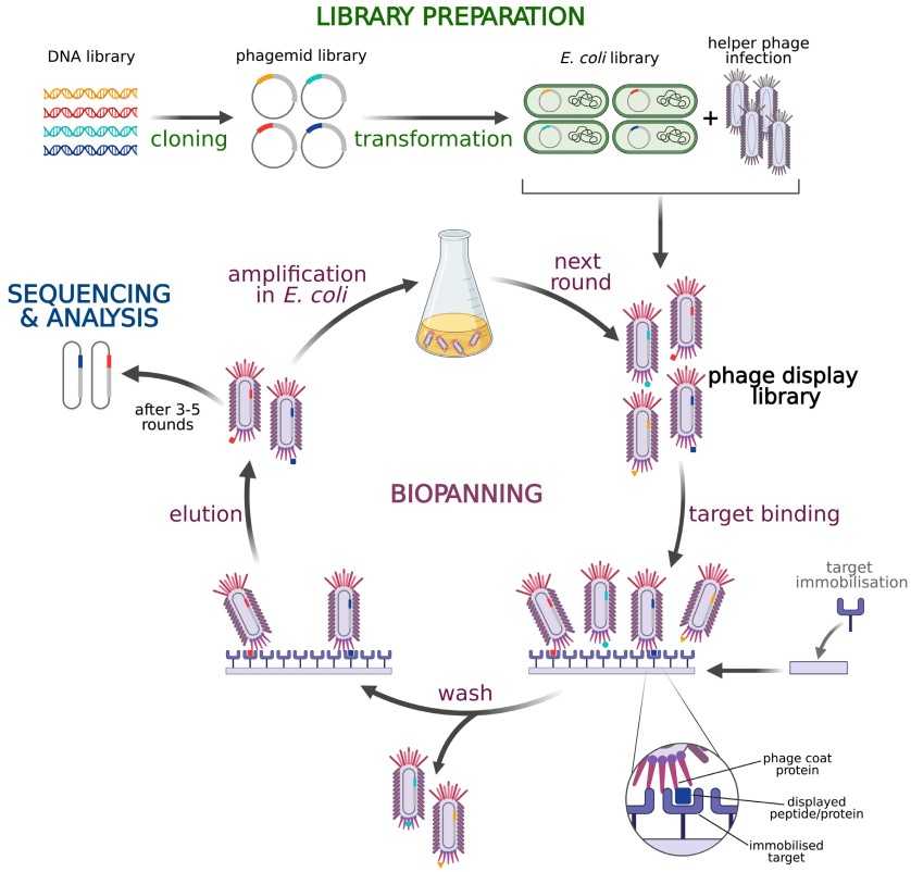 Phage Display Technology and Applications - Creative Diagnostics
