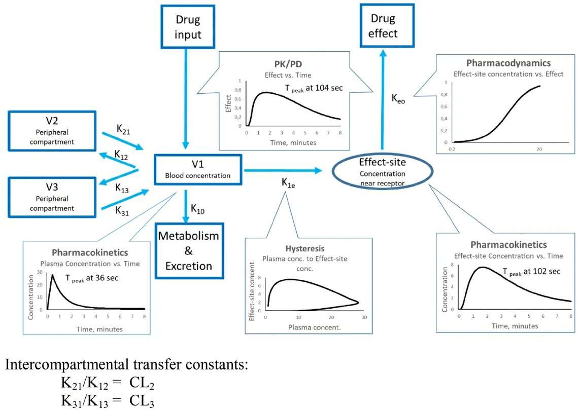 Pharmacokinetics (PK) - Creative Diagnostics