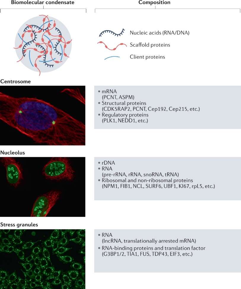 Phase Separation Modulation by Small Molecule Drugs - Creative Diagnostics
