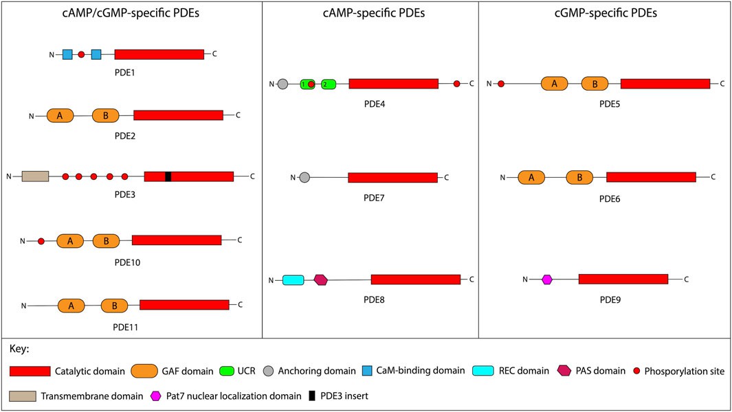 Phosphodiesterase Inhibitors Test Reagents - Creative Diagnostics