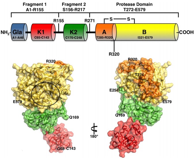 PIVKA-II in HCC - Creative Diagnostics