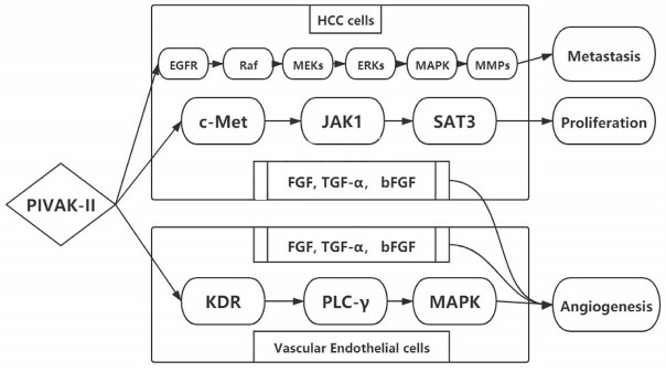 PIVKA-II in HCC - Creative Diagnostics