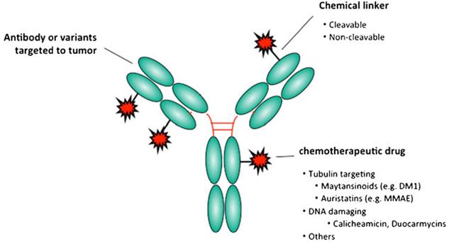 PK Assays for Antibody-Drug Conjugates (ADCs) - Creative Diagnostics