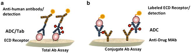 PK Assays for Antibody-Drug Conjugates (ADCs) - Creative Diagnostics
