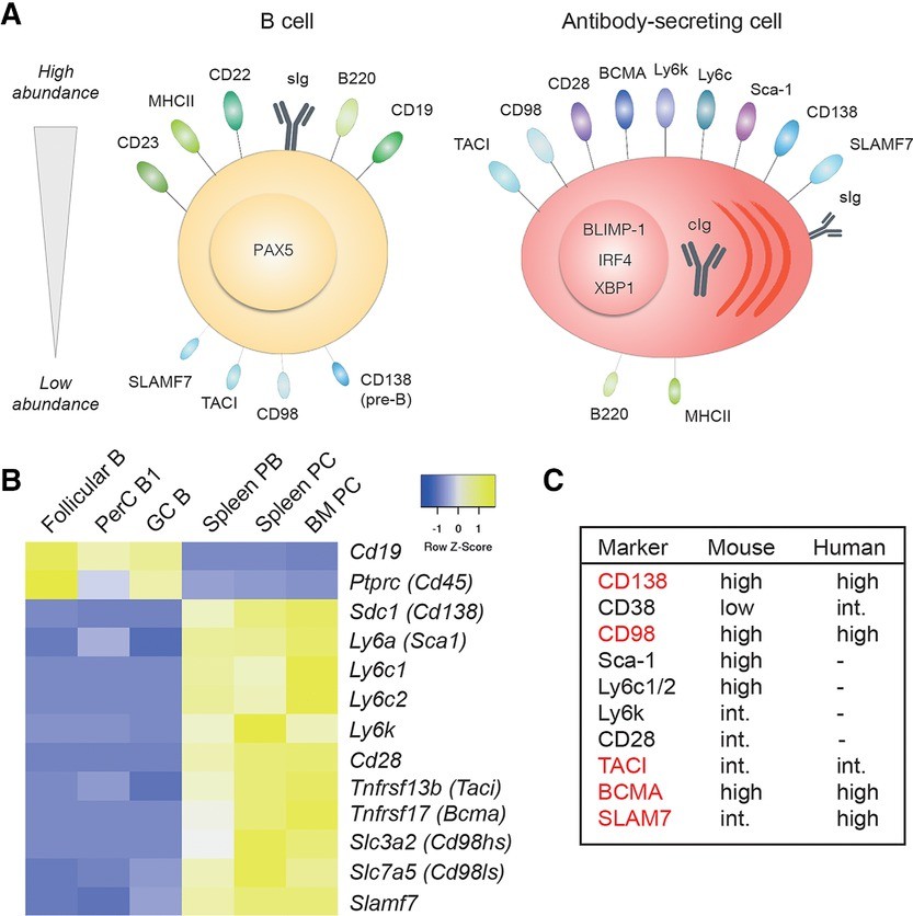 Plasma Cell Markers - Creative Diagnostics