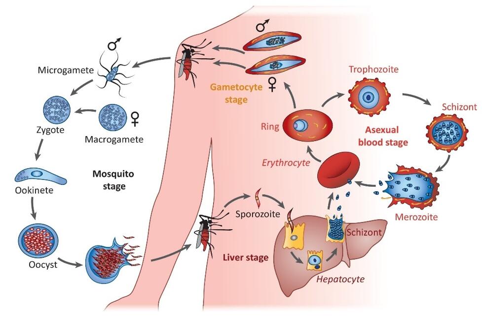 Plasmodium Cell Diagram