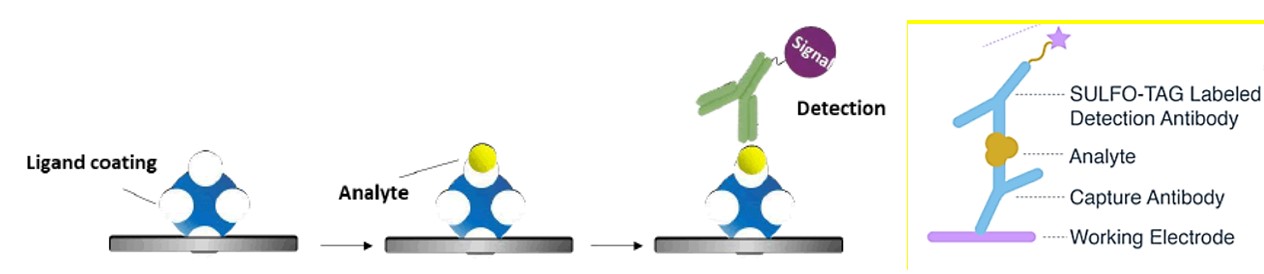 Polypeptide drug antibodies - Creative Diagnostics