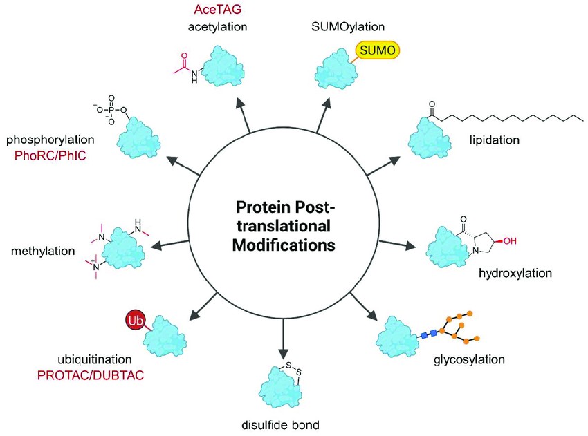 Post-Translational Modifications (PTMs) - Creative Diagnostics