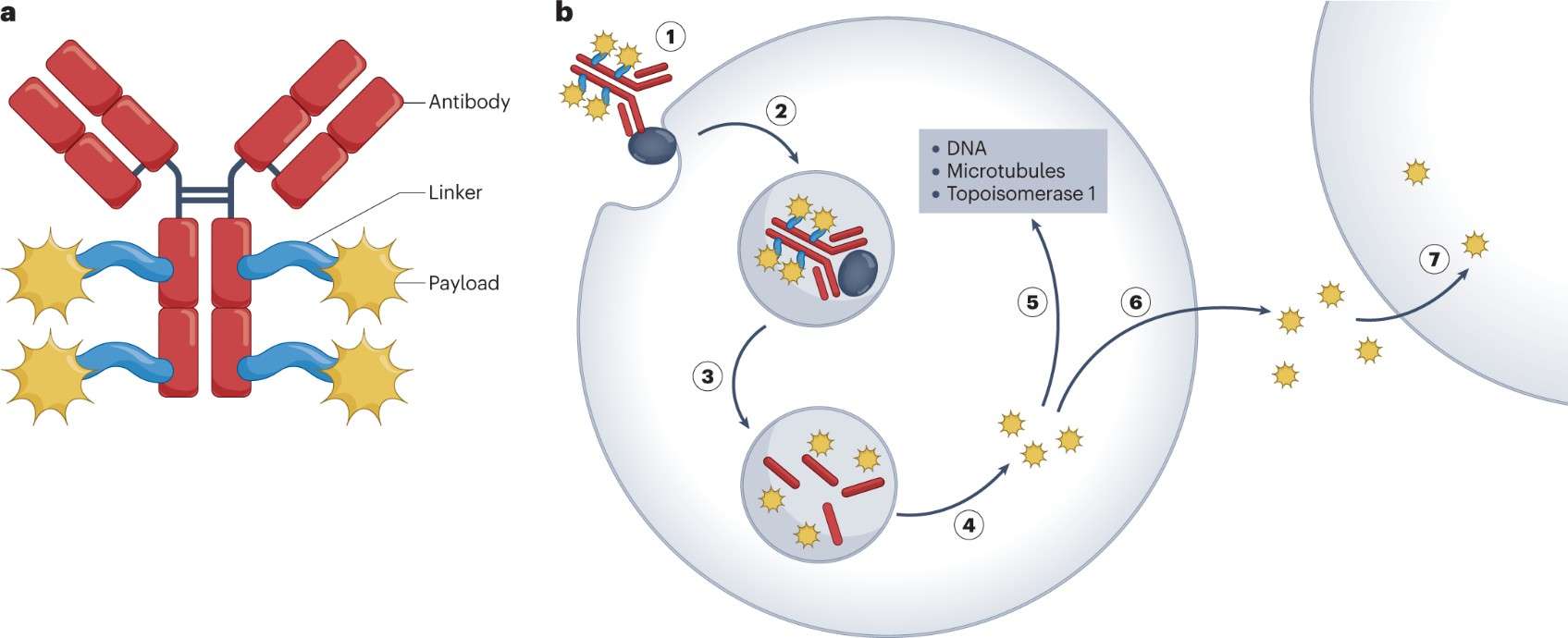 Precision ELISA Kits for ADC Analysis - Creative Diagnostics