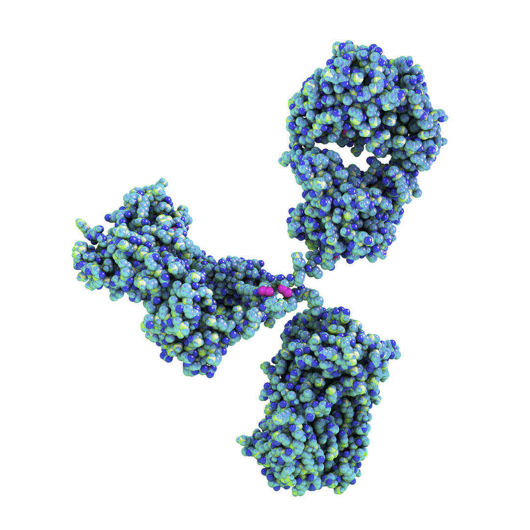 Primary Antibodies - Creative Diagnostics