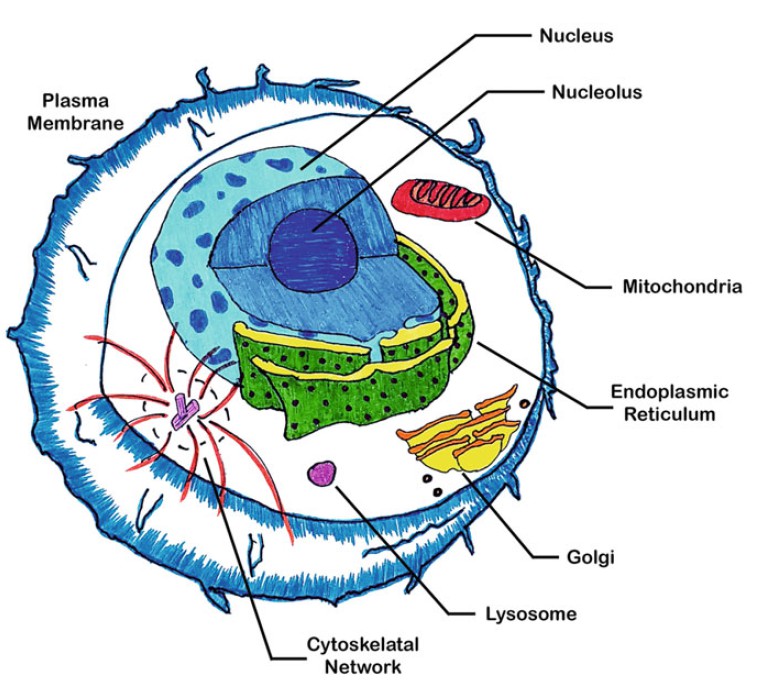 Probes for Fluorescent Visualization of Specific Cellular Organelles ...
