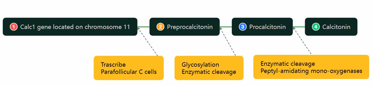 Procalcitonin (PCT) and Calcitonin (CT) Antibodies for Assay ...