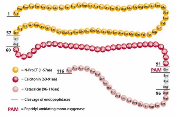 Procalcitonin (PCT) and Calcitonin (CT) Antibodies for Assay ...