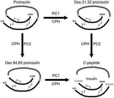 Proinsulin, Insulin and C-Peptide Antibodies - Creative Diagnostics