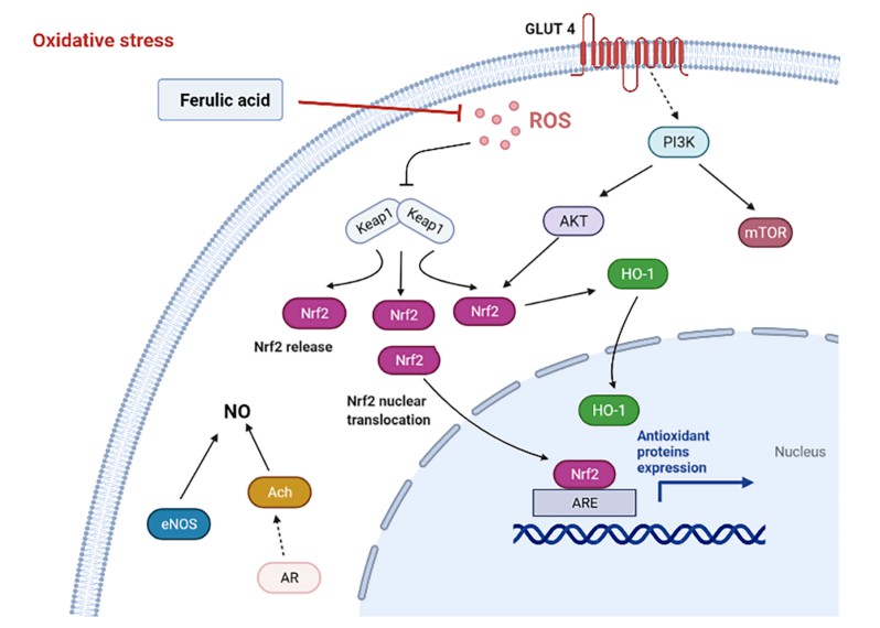 Properties and Pharmacokinetics of Ferulic Acid - Creative Diagnostics