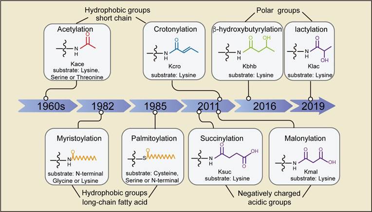 Protein Acylation - Creative Diagnostics