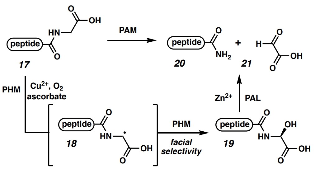 Protein Amidation - Creative Diagnostics