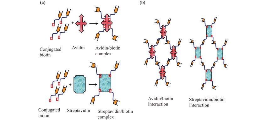 Protein Biotinylation - Creative Diagnostics