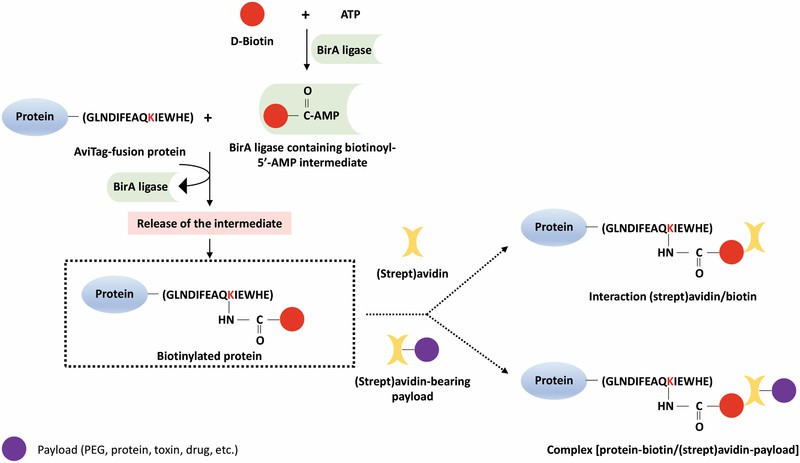 Protein Biotinylation - Creative Diagnostics