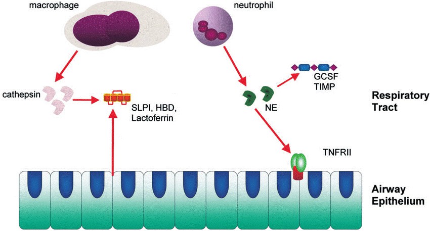Protein Cleavage - Creative Diagnostics
