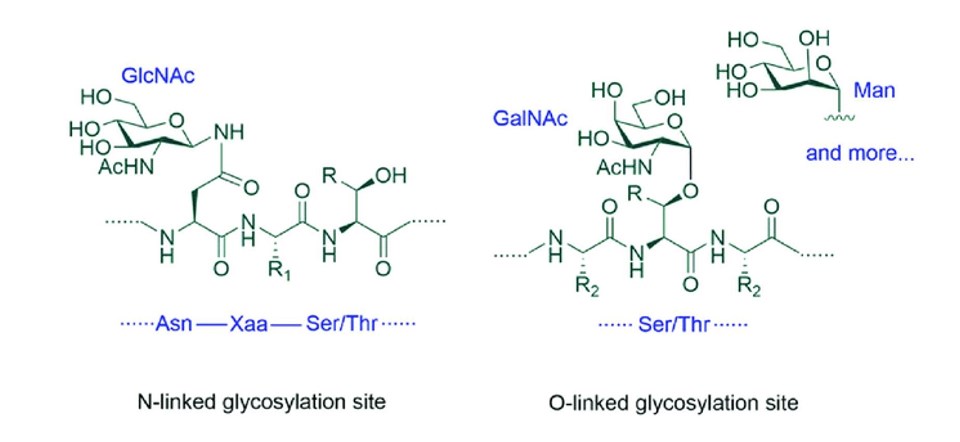 Protein Glycosylation - Creative Diagnostics