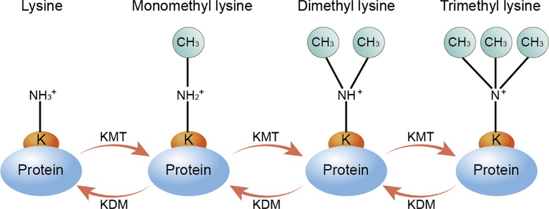 Protein Methylation - Creative Diagnostics