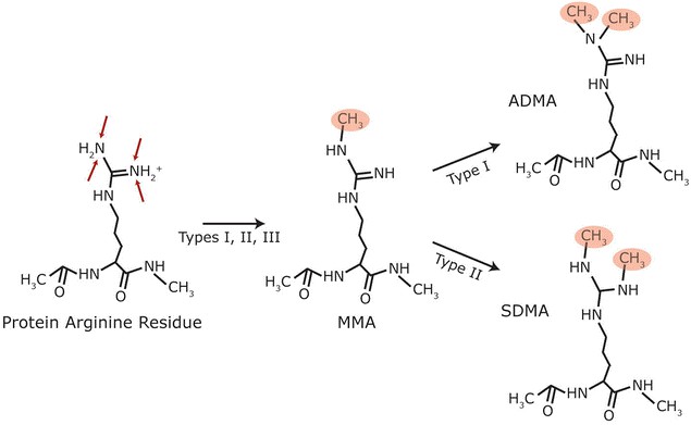 Protein Methylation - Creative Diagnostics