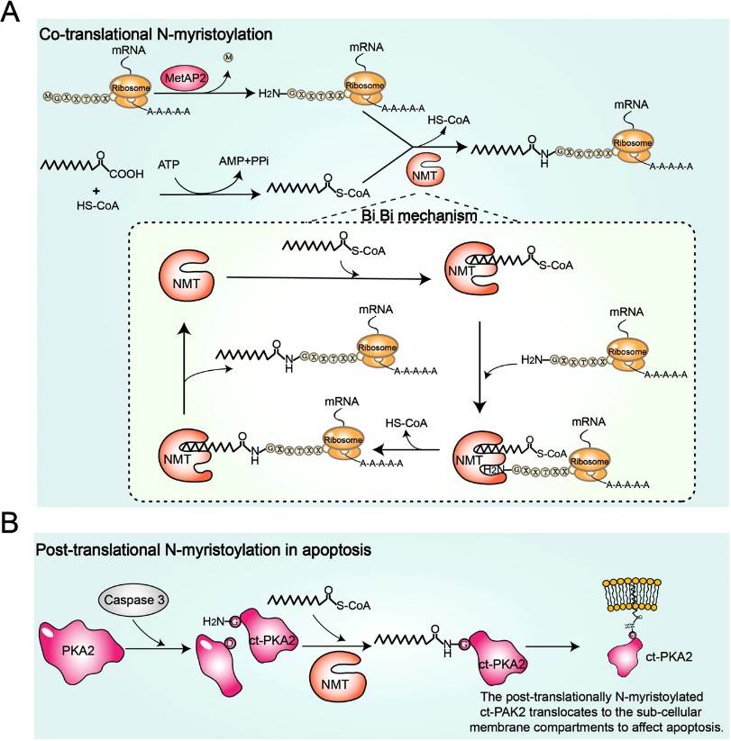 Protein N-Myristoylation - Creative Diagnostics