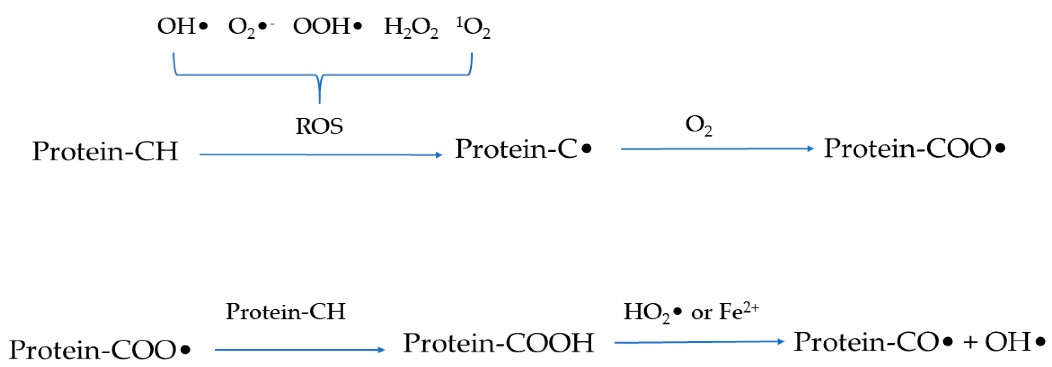Protein Oxidation - Creative Diagnostics