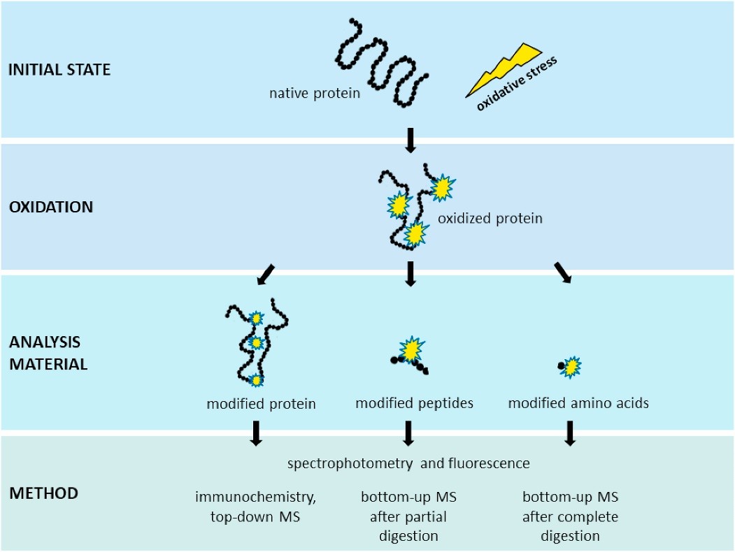 Protein Oxidation - Creative Diagnostics