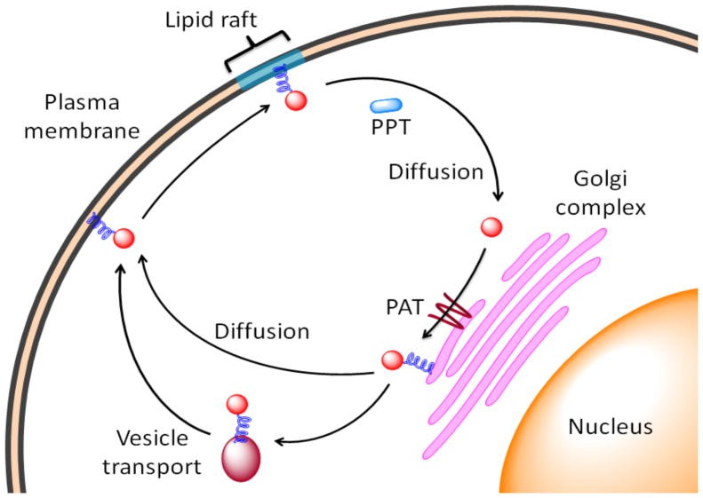 Protein Palmitoylation - Creative Diagnostics