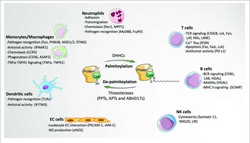 Protein Palmitoylation - Creative Diagnostics