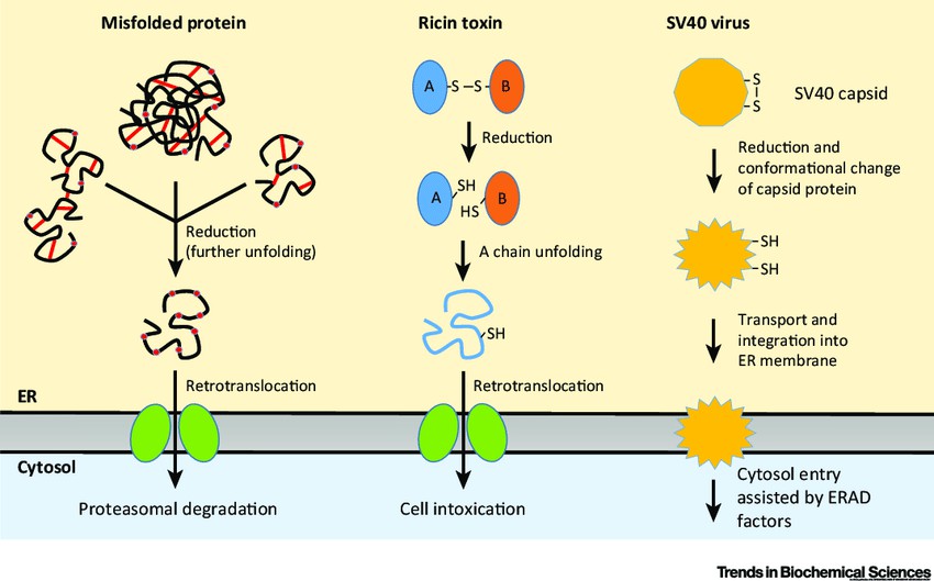 Protein Reduction - Creative Diagnostics