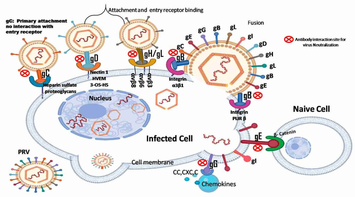 Pseudorabies Virus - Creative Diagnostics