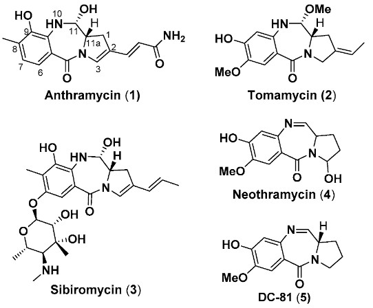 Pyrrolobenzodiazepine Toxins Decoded from Antibiotic Origins to Cutting ...