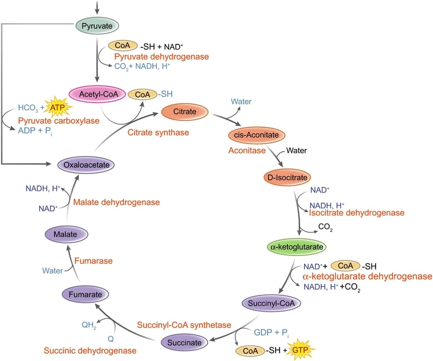 Pyruvate Dehydrogenase - Creative Diagnostics