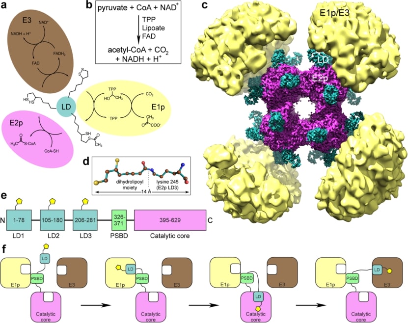 Pyruvate Dehydrogenase - Creative Diagnostics
