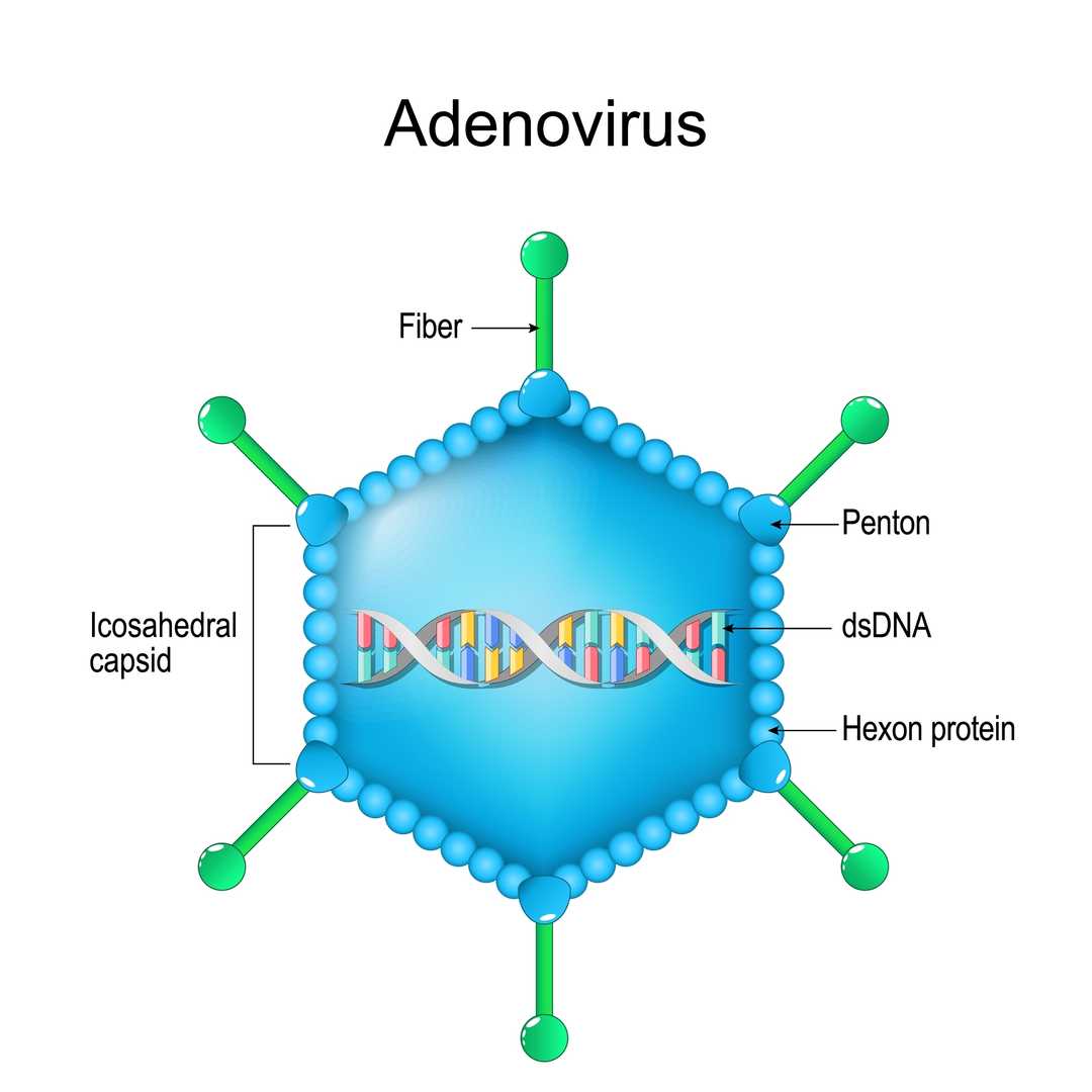 Quantitative Anti-Adenovirus IgG ELISA Detection Kit - Creative Diagnostics