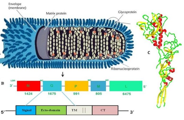 Rabies RVG Glycoprotein Detection ELISA Kit for Vaccine Research - Creative Diagnostics