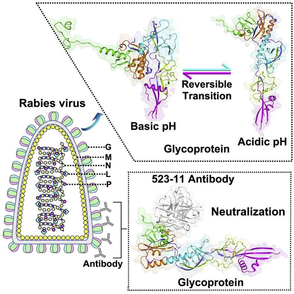 Rabies RVG Glycoprotein Detection ELISA Kit for Vaccine Research - Creative Diagnostics
