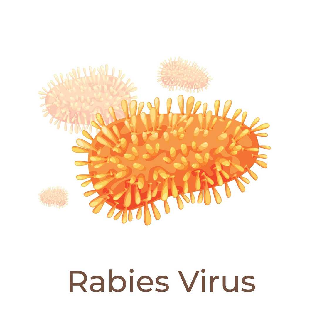 Rabies Virus - Creative Diagnostics