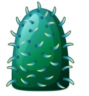 Rabies Virus - Creative Diagnostics