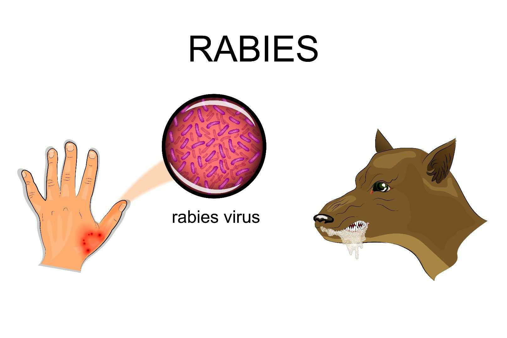 Rabies Virus - Creative Diagnostics