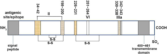 Rabies Virus Glycoprotein - Creative Diagnostics